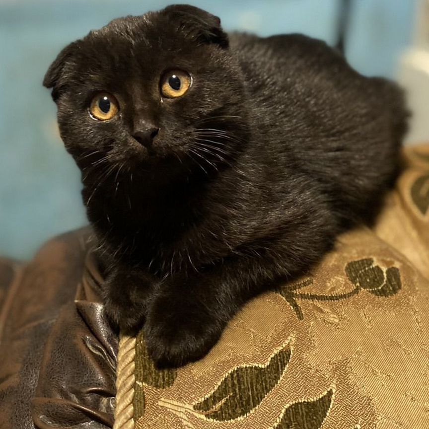 Шотландский котик