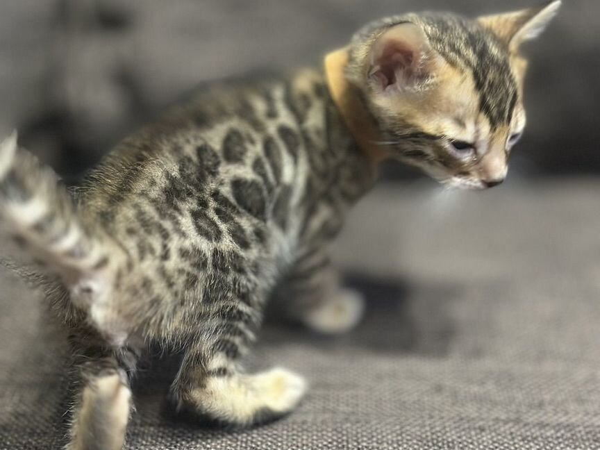 Бенгальские котята