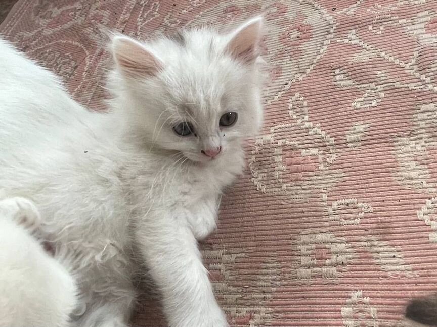Котята дворянской породы