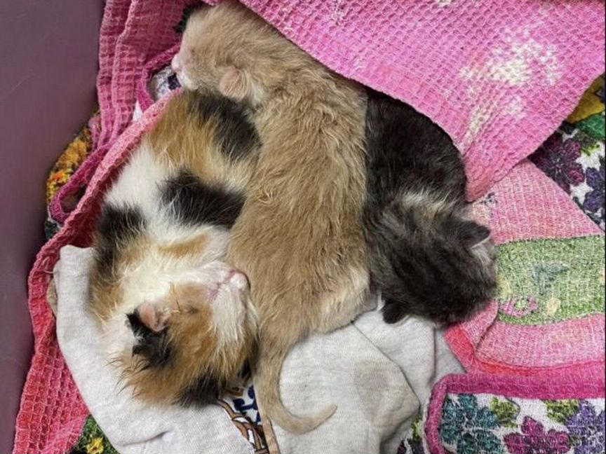 Котята брошенные