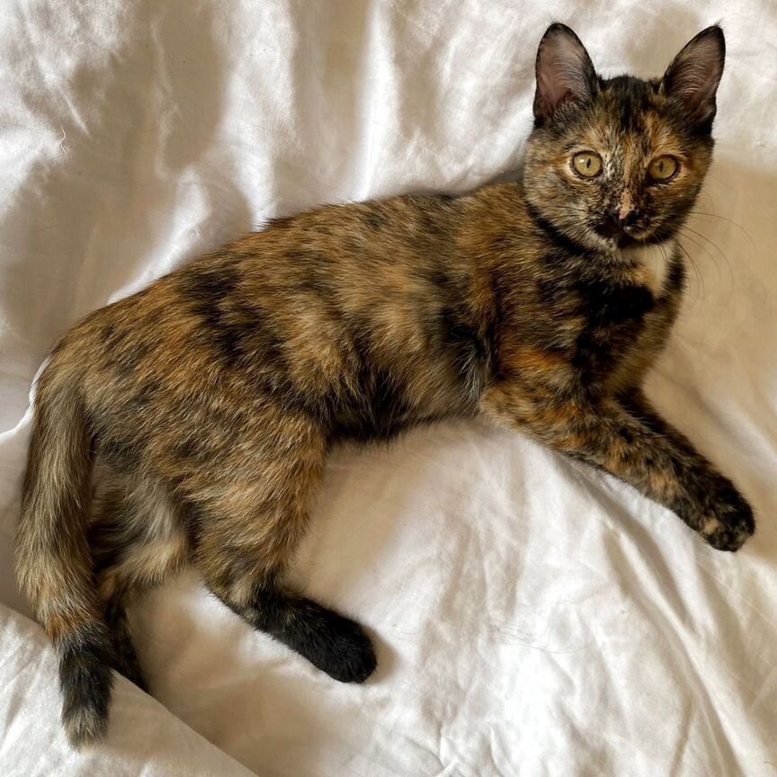 Взрослая кошка в добрые руки