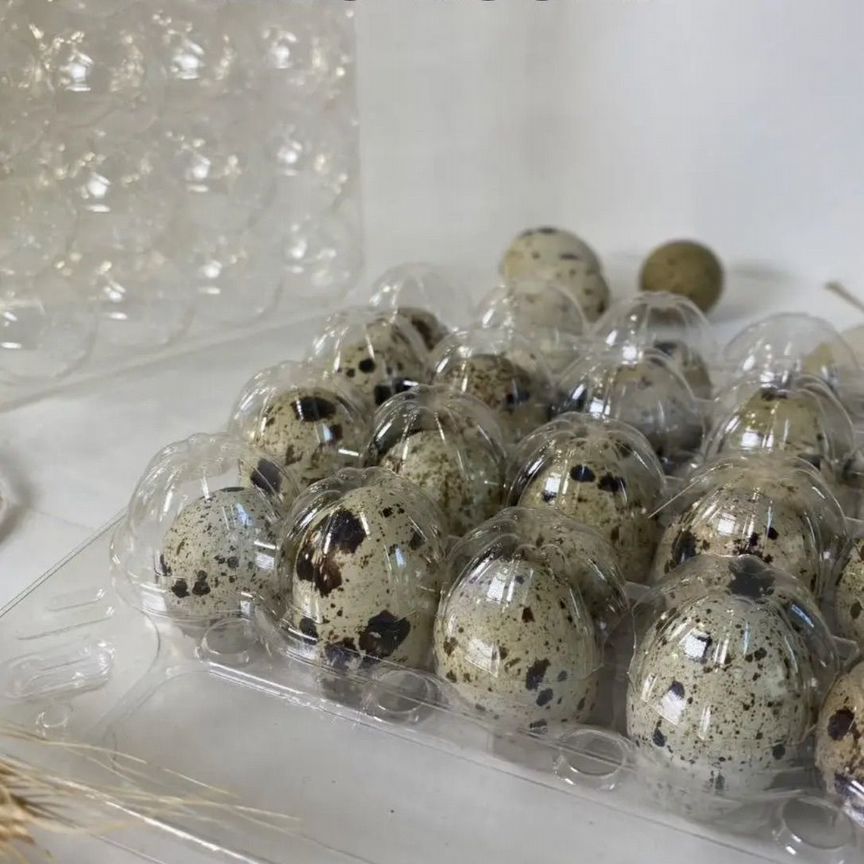 Ячейки для препелиных яиц