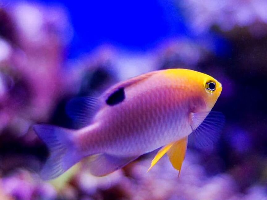 Рыба для морского аквариума