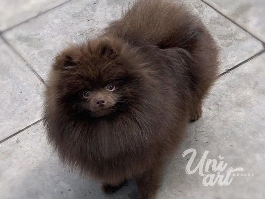 Шоколадный кобель для вязки,щенки