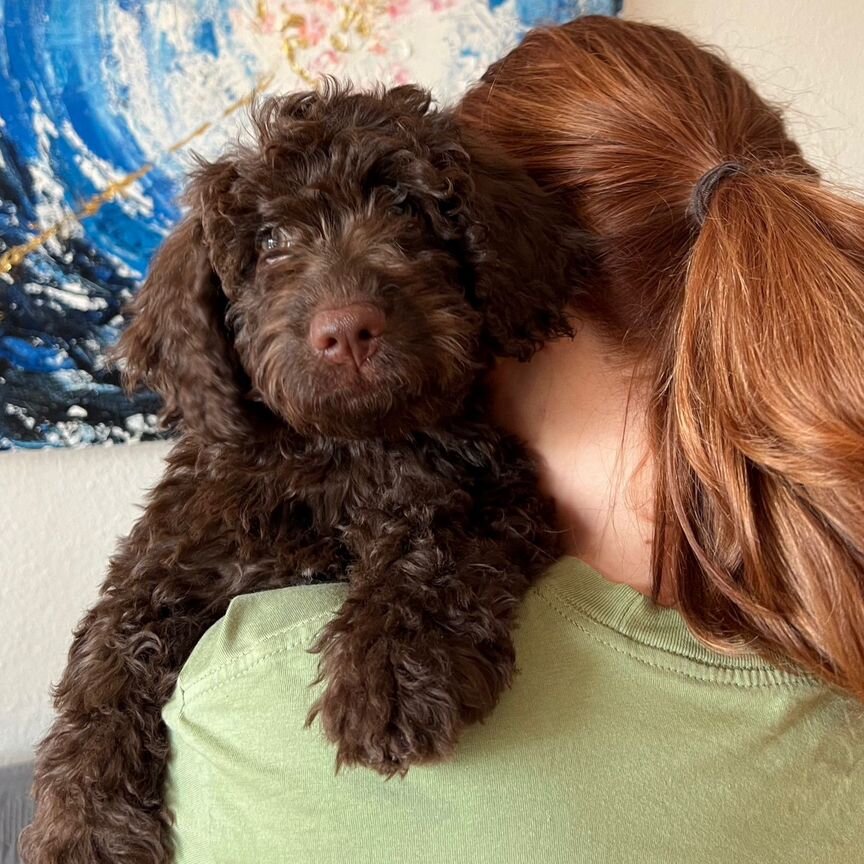 Щенок Испанская Водяная Собака