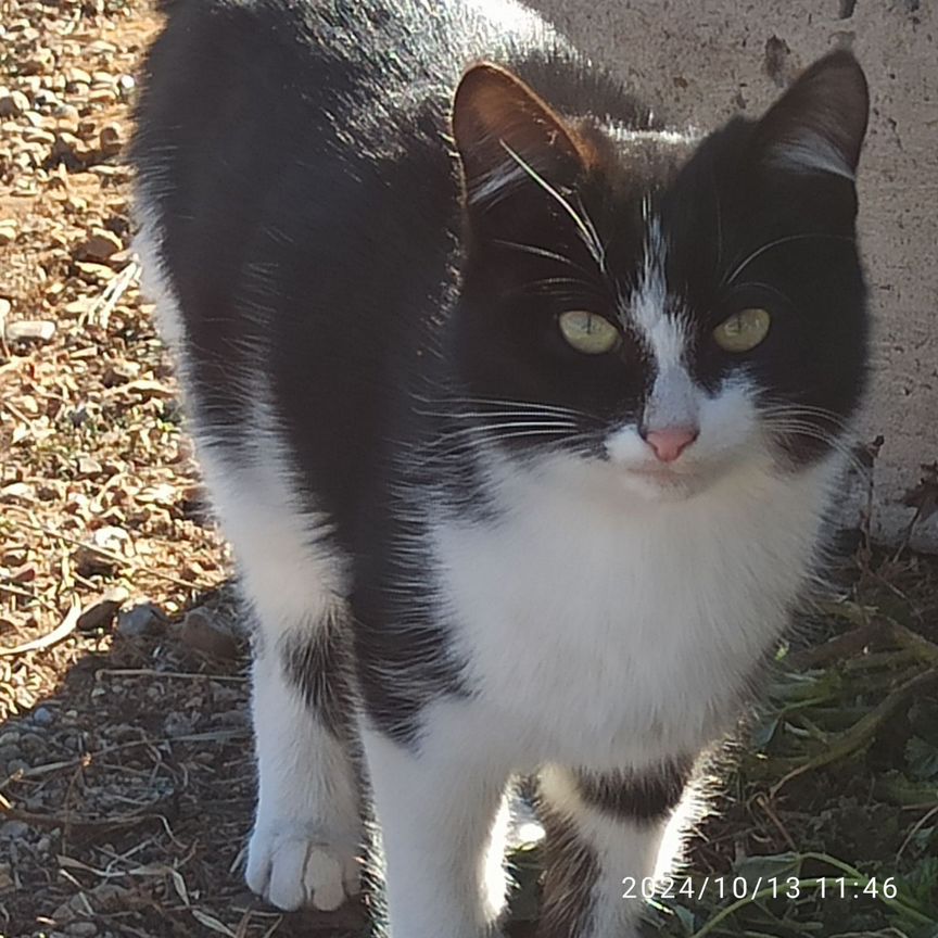 Котик ищет дом