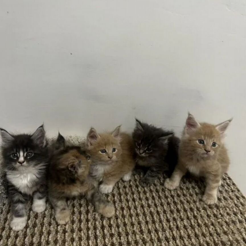 Котята мейн-кун