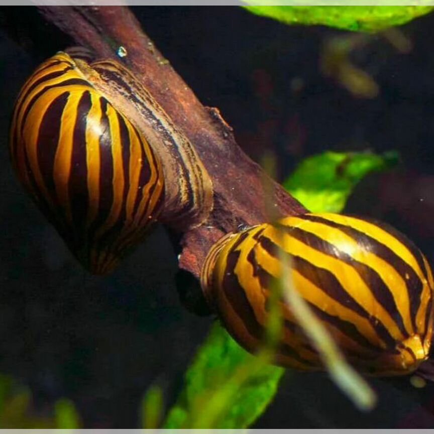 Улитка неретина