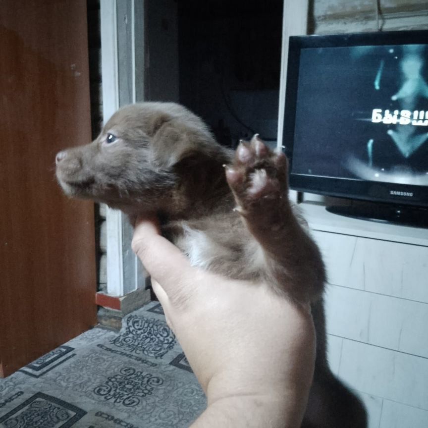 Щенок в добрые руки