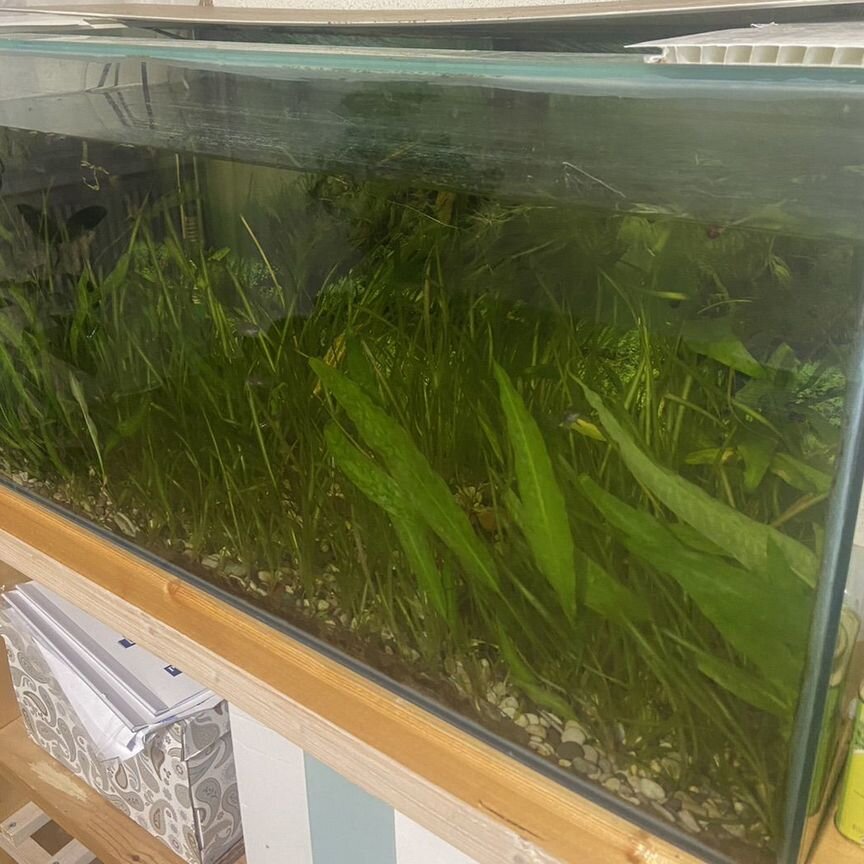 Аквариум с рыбками