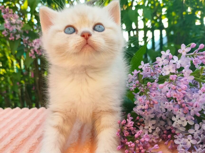 Британский мальчик линкс поинт