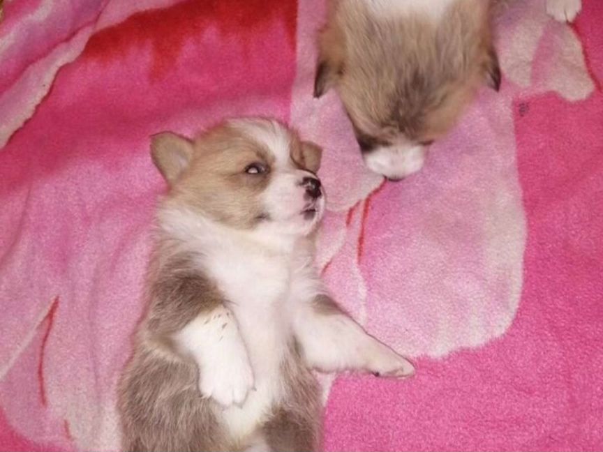 Щеночки корги
