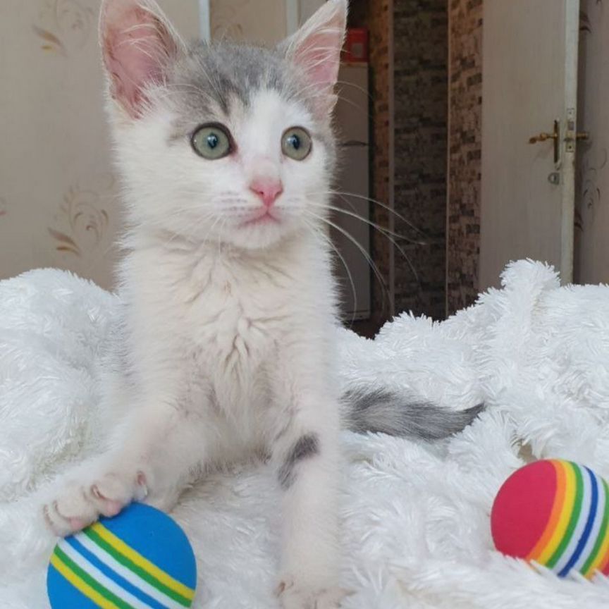 Котёнок девочка в добрые руки