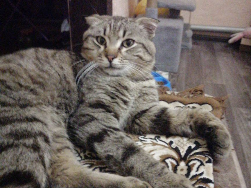 Котик Миша ищет подружку для вязки