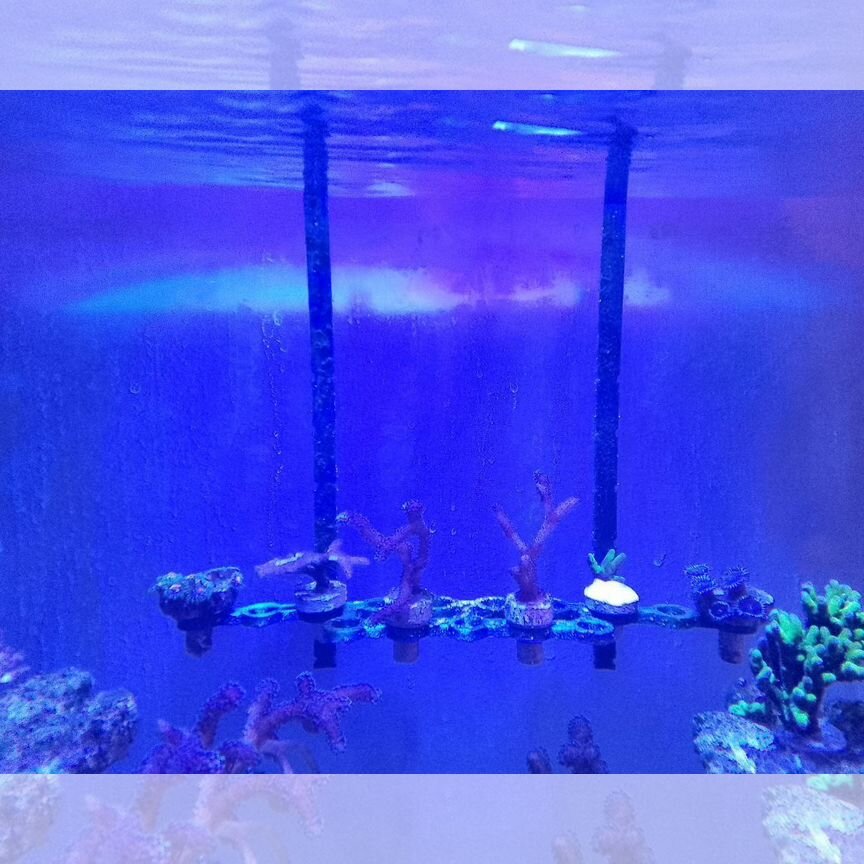 Полка для фрагов кораллов