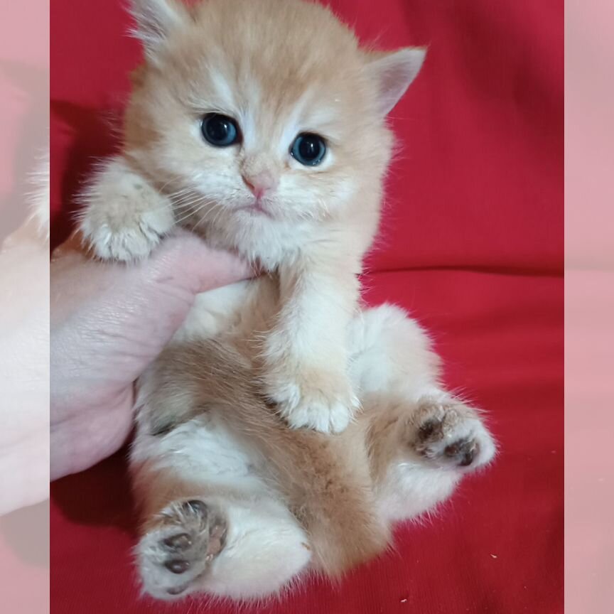 Британский короткошёрстный котёнок