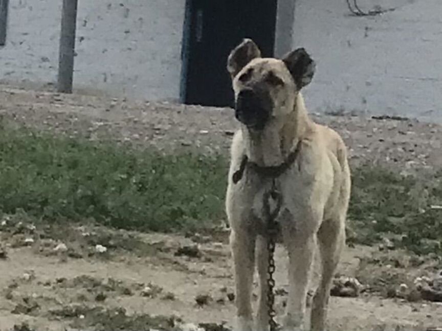 Кангал+Азиат
