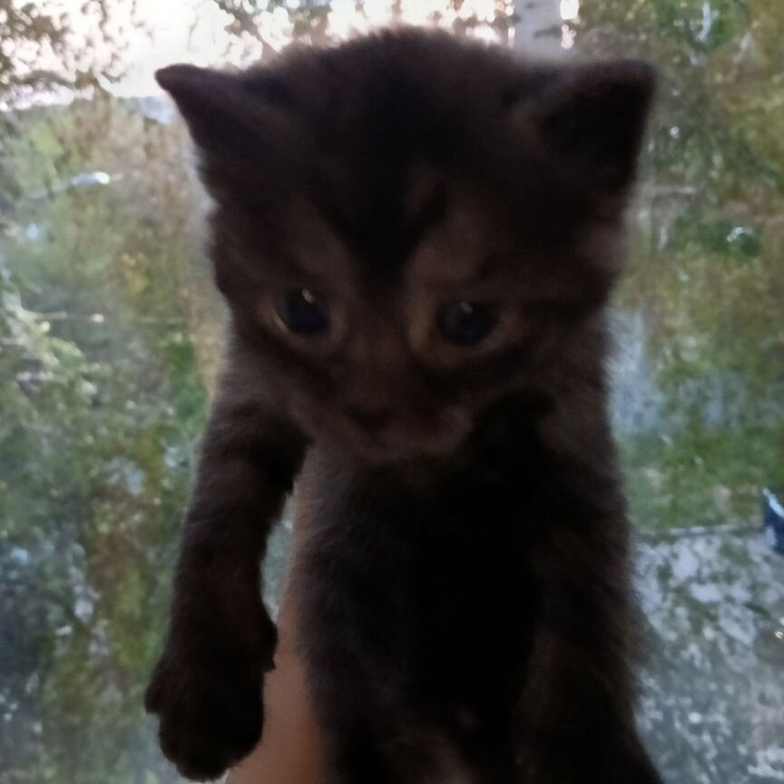 Котята в добрые руки даром