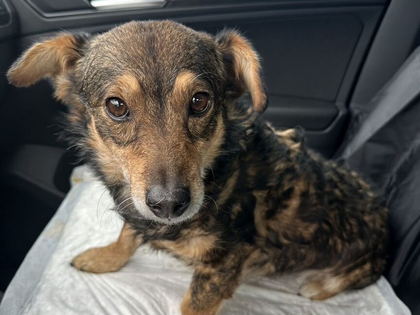 Маленькая собака из приюта