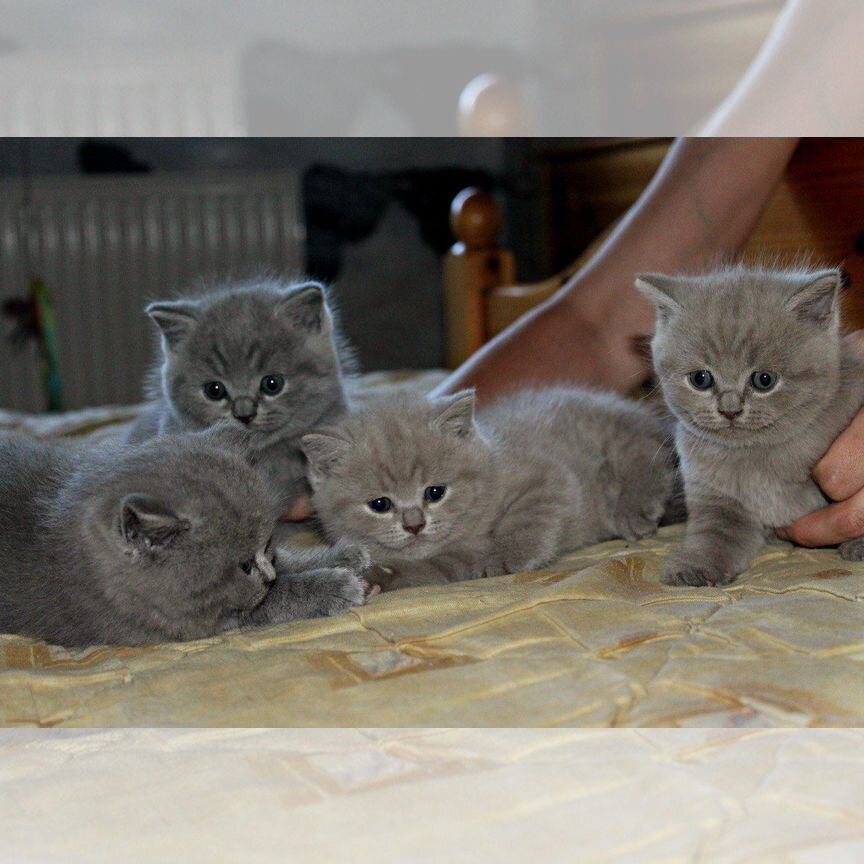 Шотландские голубые медвежата