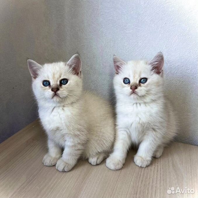 Братик и сестренка