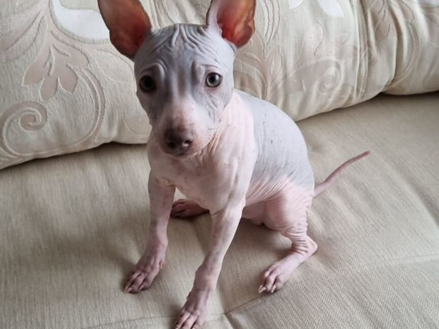 Американский голый терьер