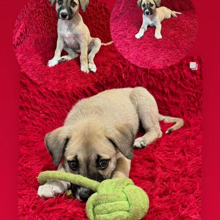 Собака в добрые руки отдам бесплатно