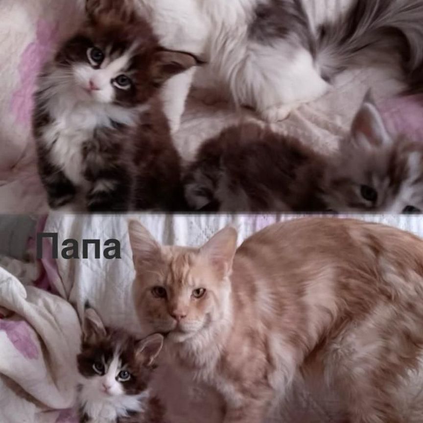 Продаю котят Майн кун