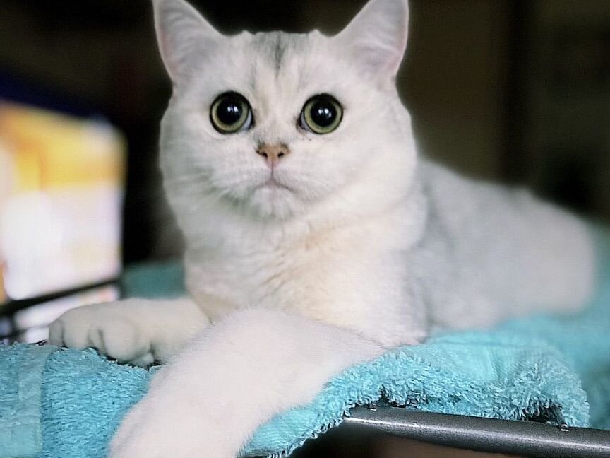 Шотландская кошечка Ежевика