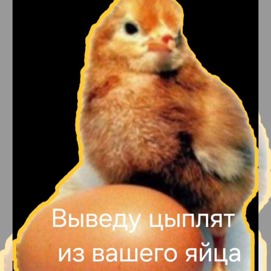 Выведу Вам цыплят