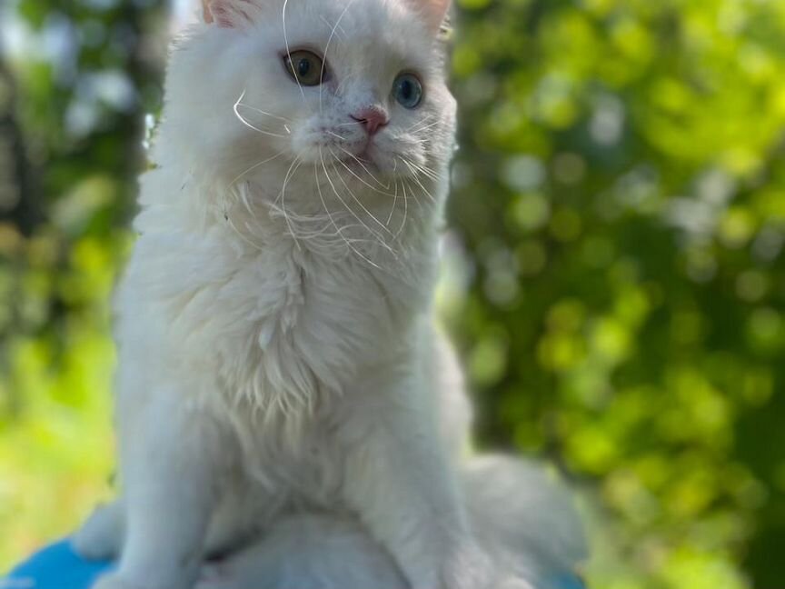 Разноглазый котик