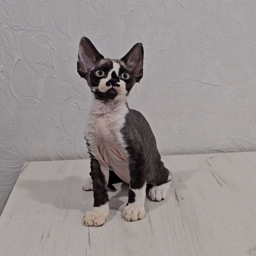 Девон-рекс мальчик