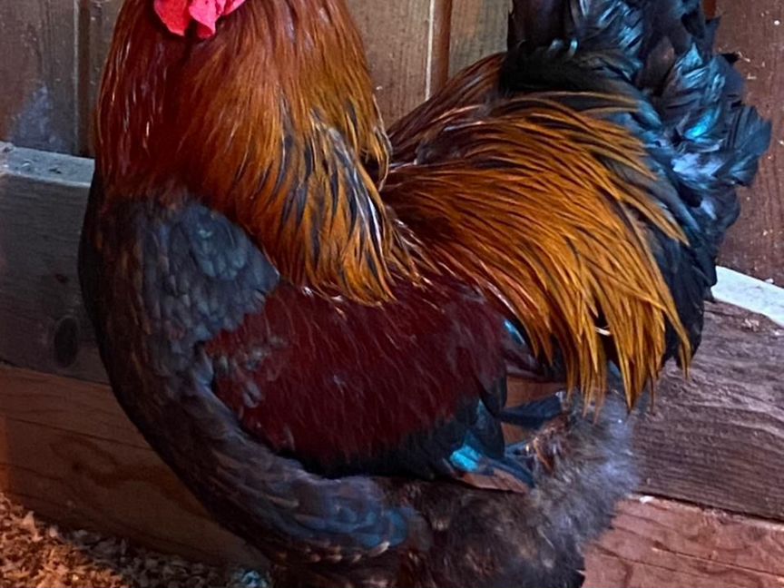 Петух брама куропатчатая Цыплята брама