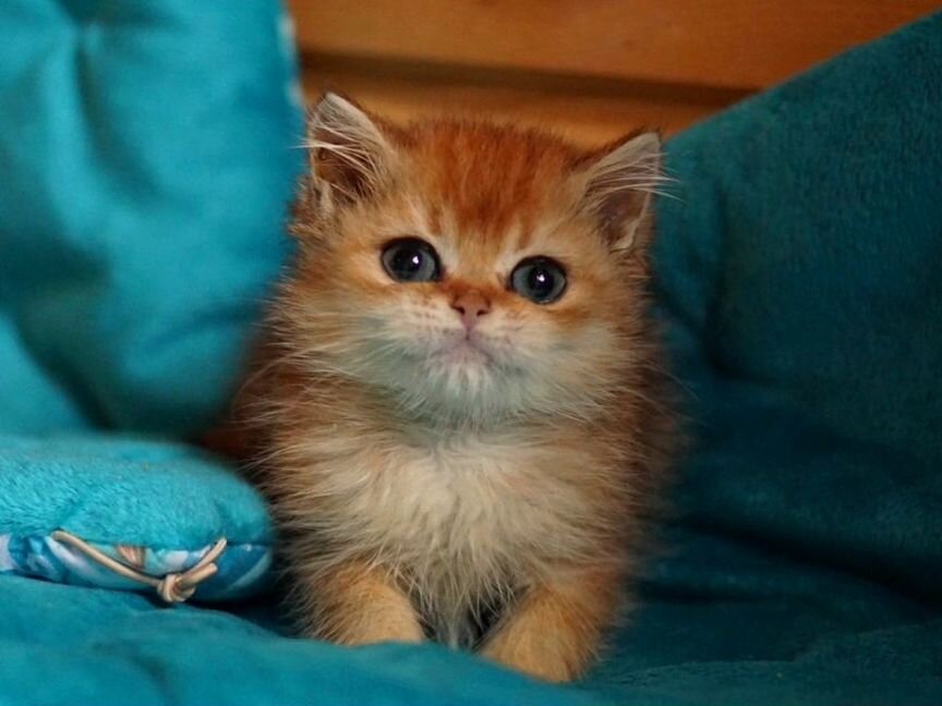Лакки Лав котенок