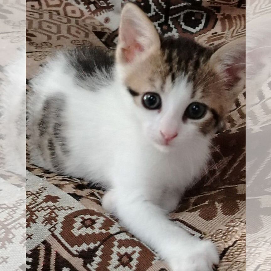 Европейский короткошёрстный котёнок
