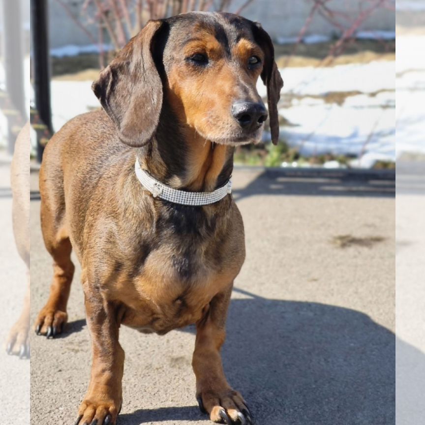 Такса, взрослая собака