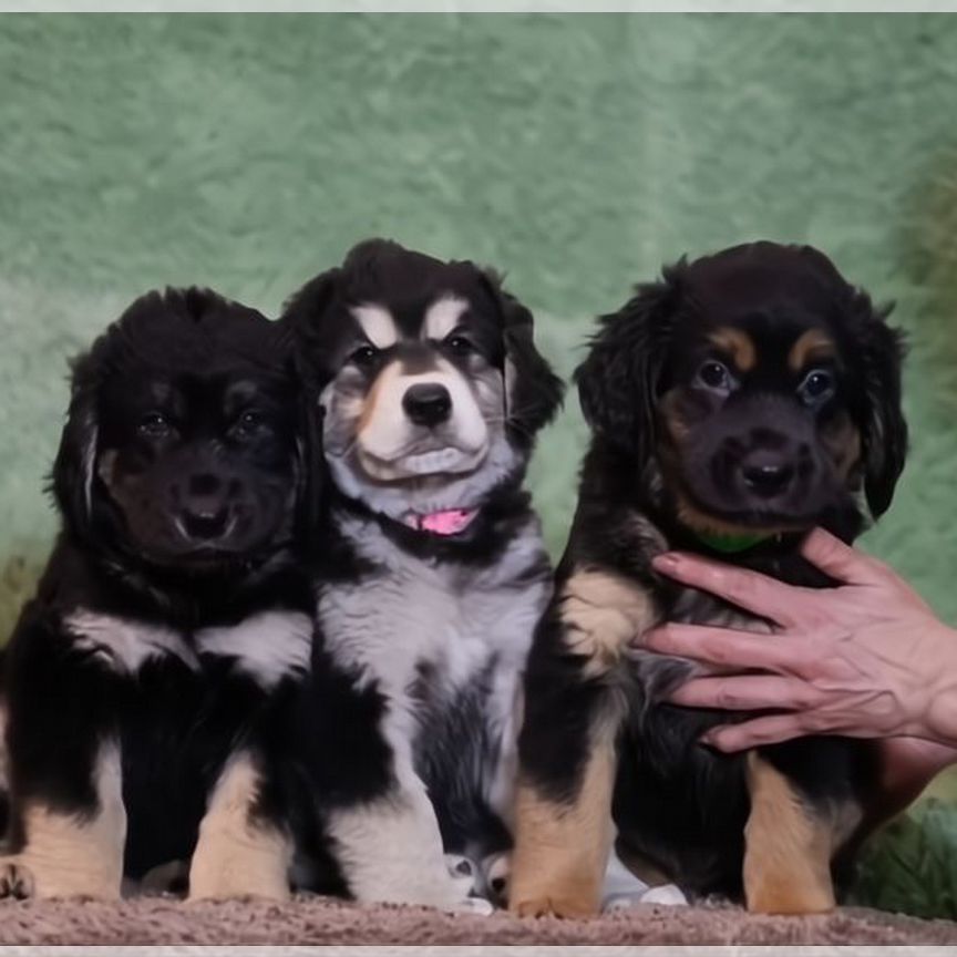 Бурят-монгольский волкодав, щенок