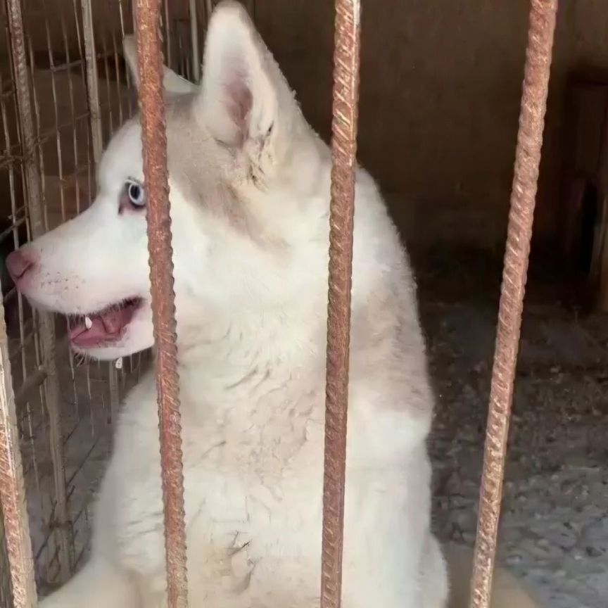 Хаски 3 года в приюте