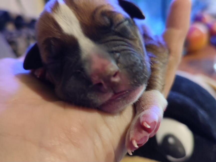 Щенки стаффорда