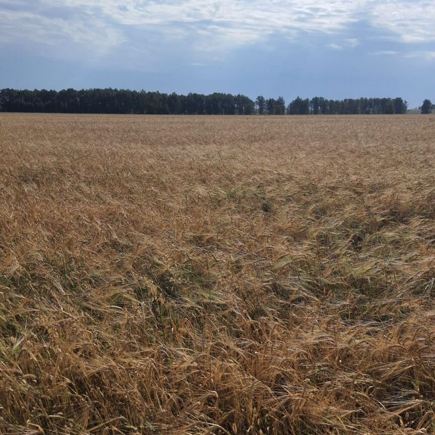 Зерно пшеница ячмень