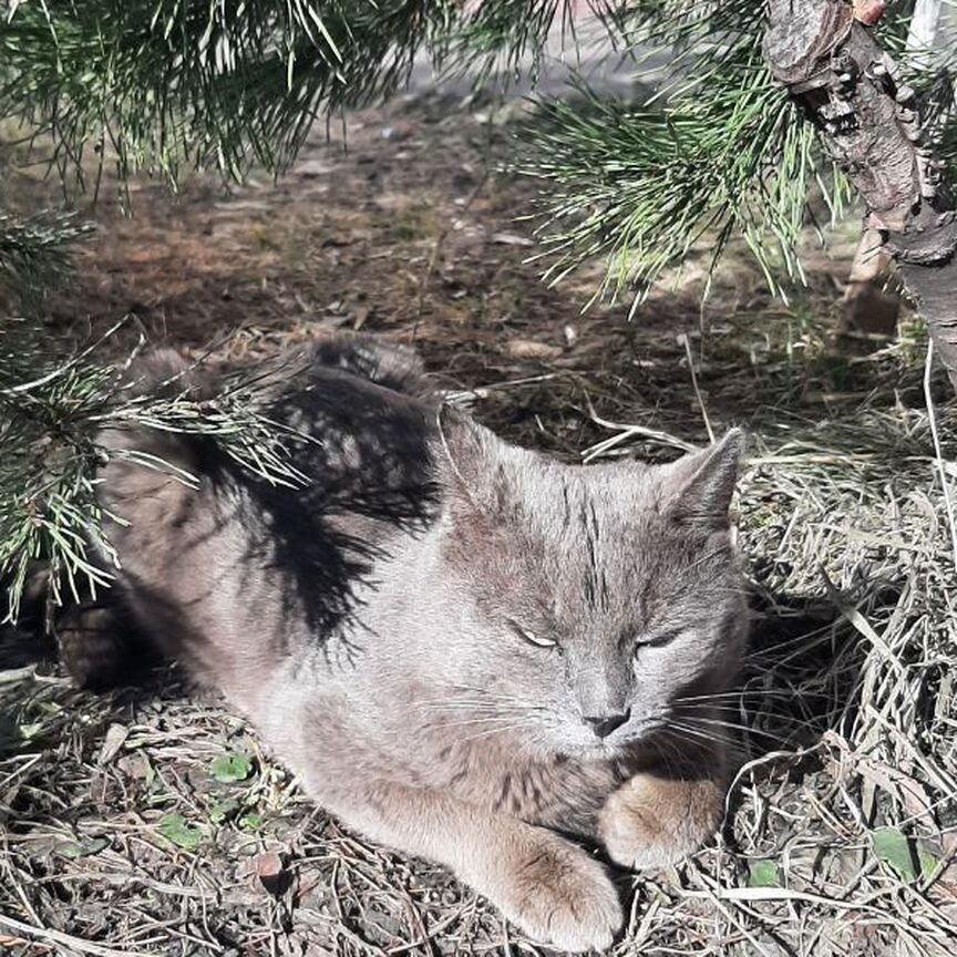 Британский короткошёрстный, взрослый кот