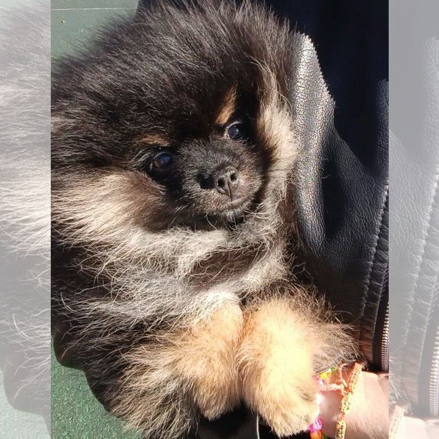 Померанский шпиц, щенок