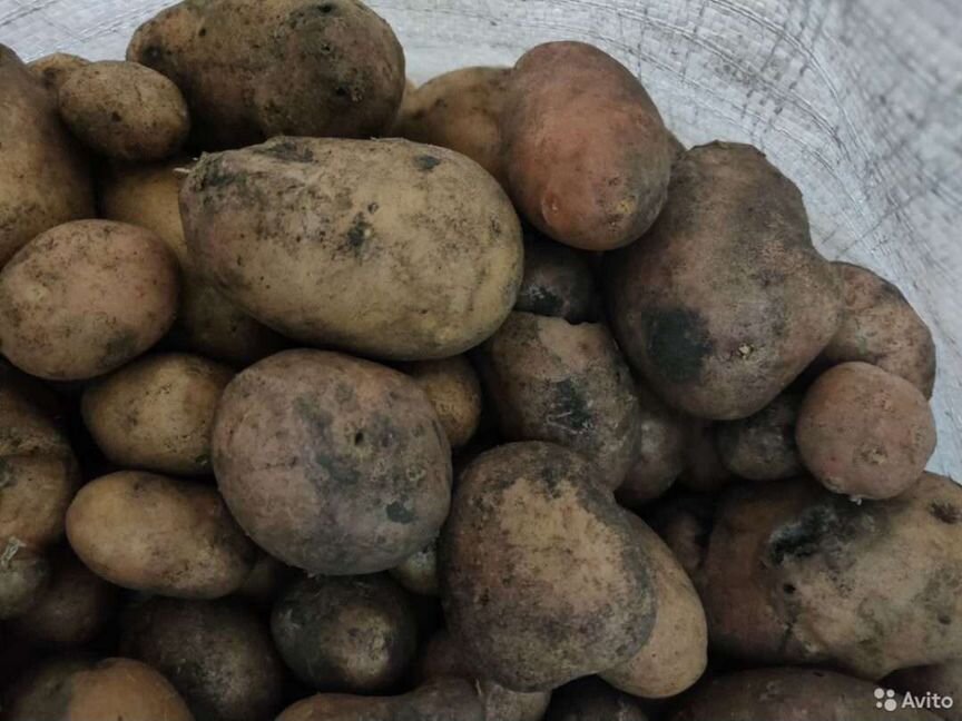 Картофель на корм скоту