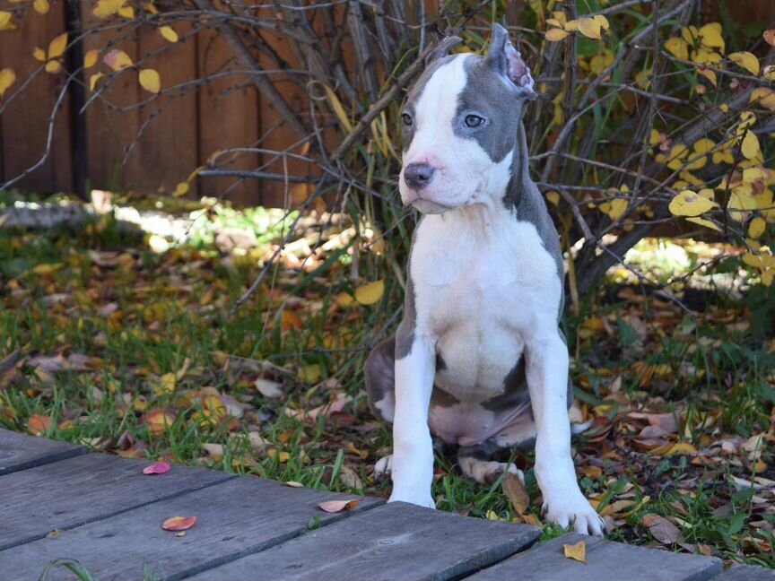 Стаффордширский терьер