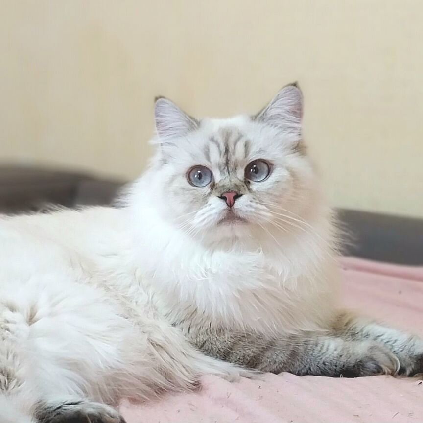 Шотландская прямоухая длинношёрстная кошка, взрослая