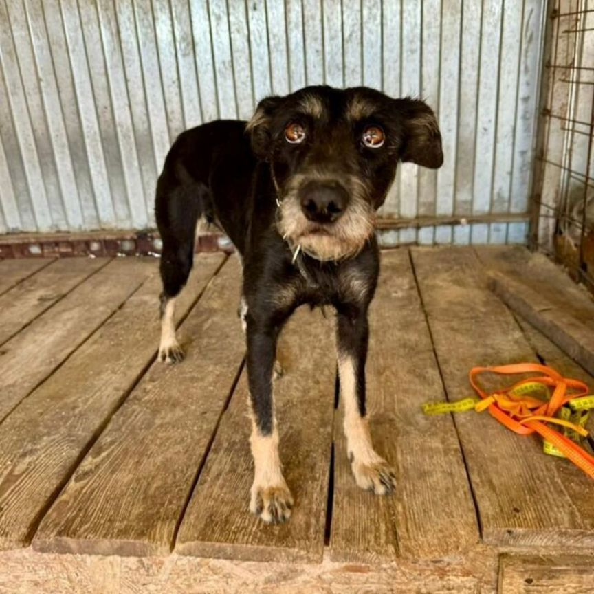 Удивительная собака из Курска