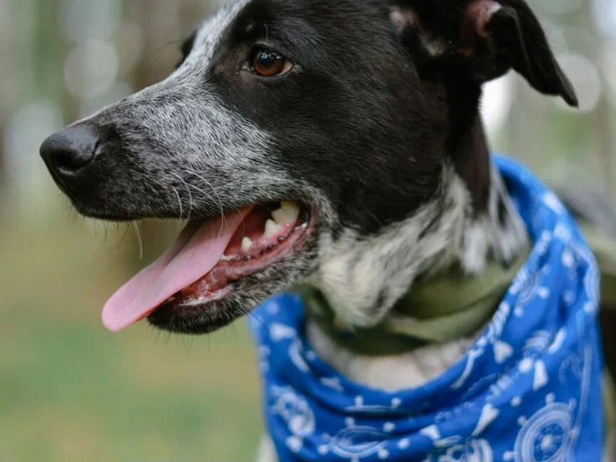 Спасите щенка