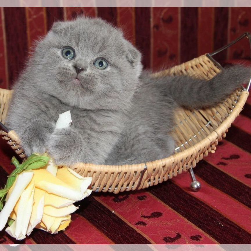 Шотландская плюшевая вислоушка