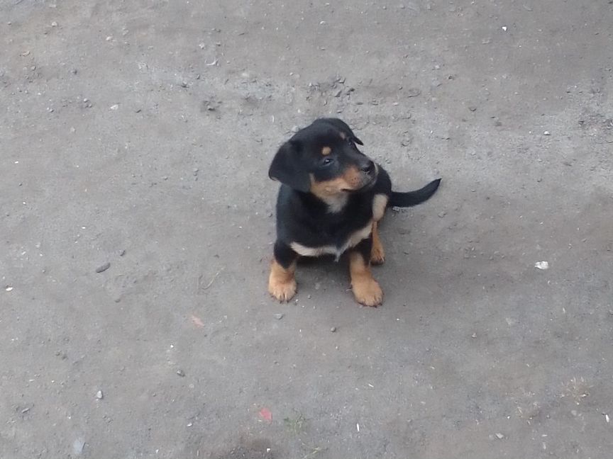 Щенок чихуахуа