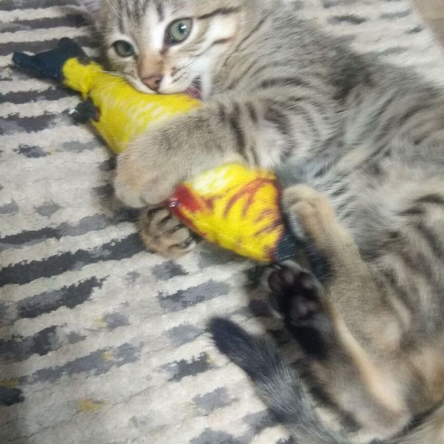 Котенок пузо в крапинку
